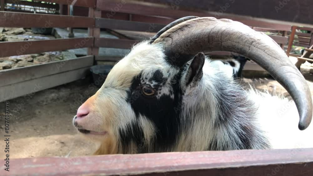 Majestic Goat Portrait. A goat side profile, highlighting its patterned ...