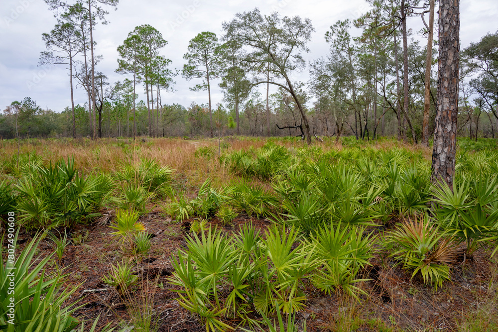 A mesic flatwoods plant community dominated by an open canopy of ...