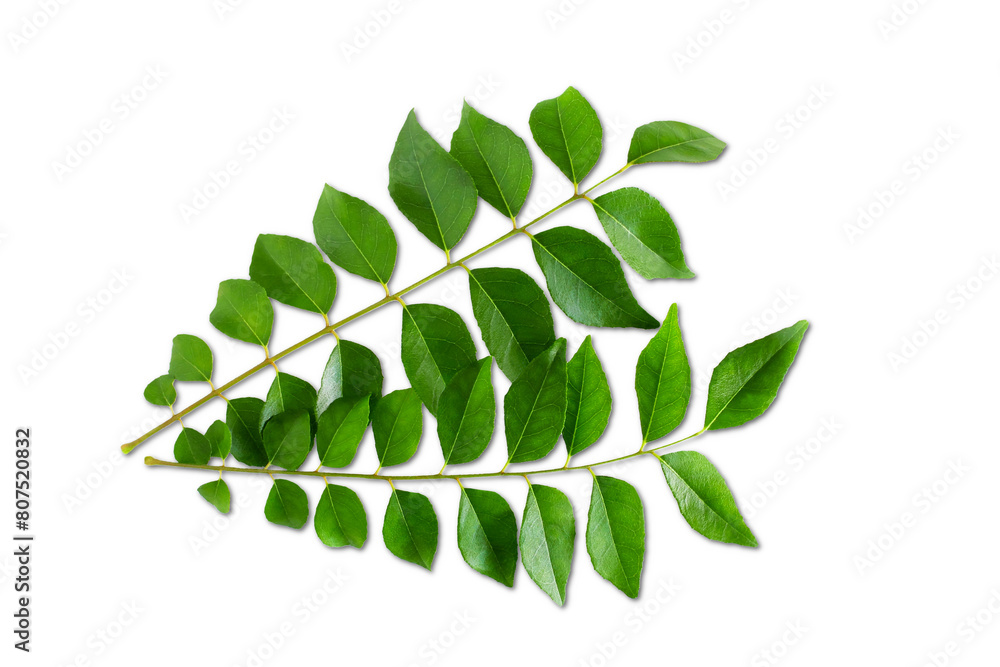 fresh indian spice green curry leaves also known in india as curry ...