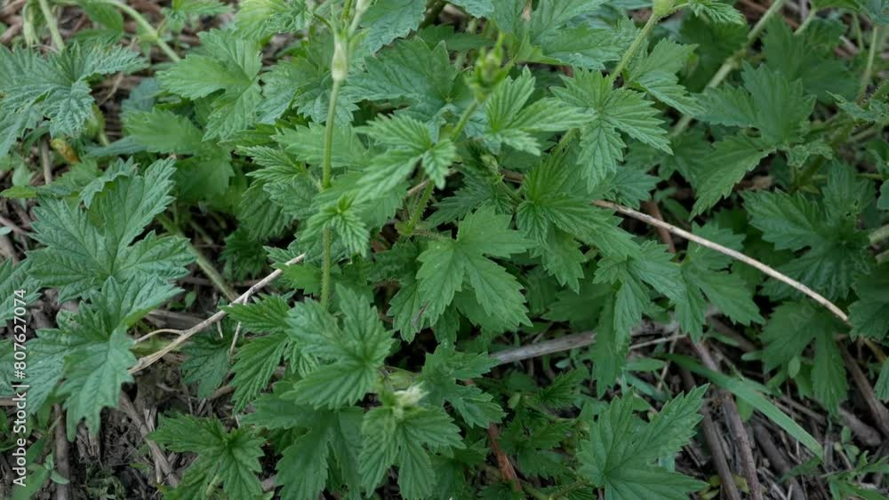 Nettle plant - top view. Urtica dioica, common nettle, stinging nettle ...