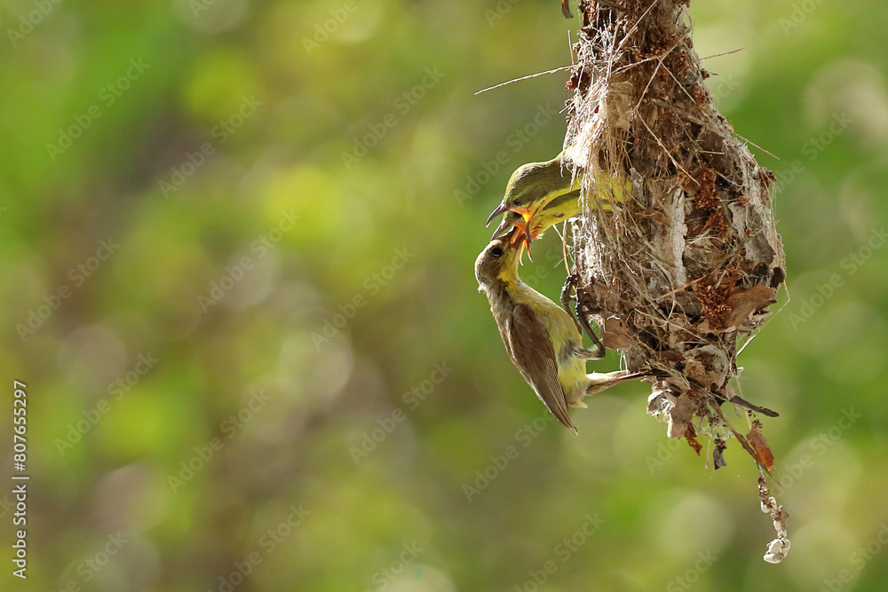 Olive-backed sunbird feeding the chick with green nature background ...