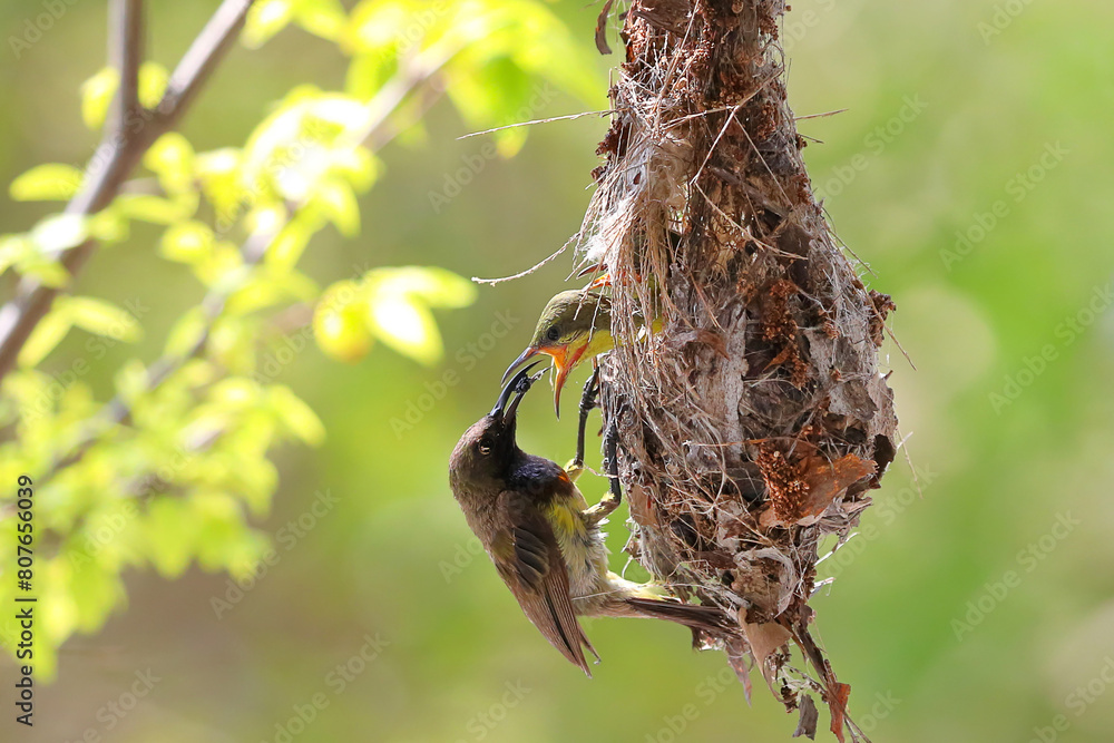 Olive-backed sunbird feeding the chick with green nature background ...