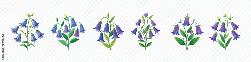 Vector drawing bell flowers, bell flowers, vector drawing wild plants ...