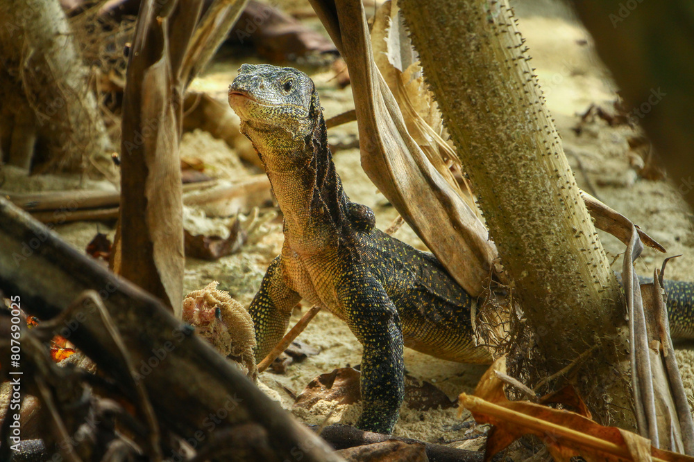 Water monitor lizard n the sandy shore of an island in Indonesia Stock ...
