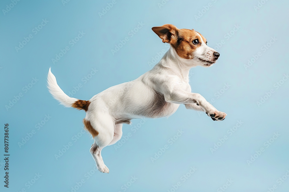 Active agile dog jumping high in the air on a blue color studio ...