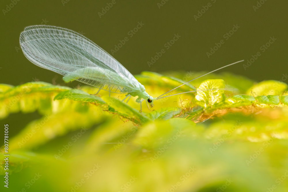 Common green lacewing (Chrysoperla carnea) on Bracken (Pteridium ...
