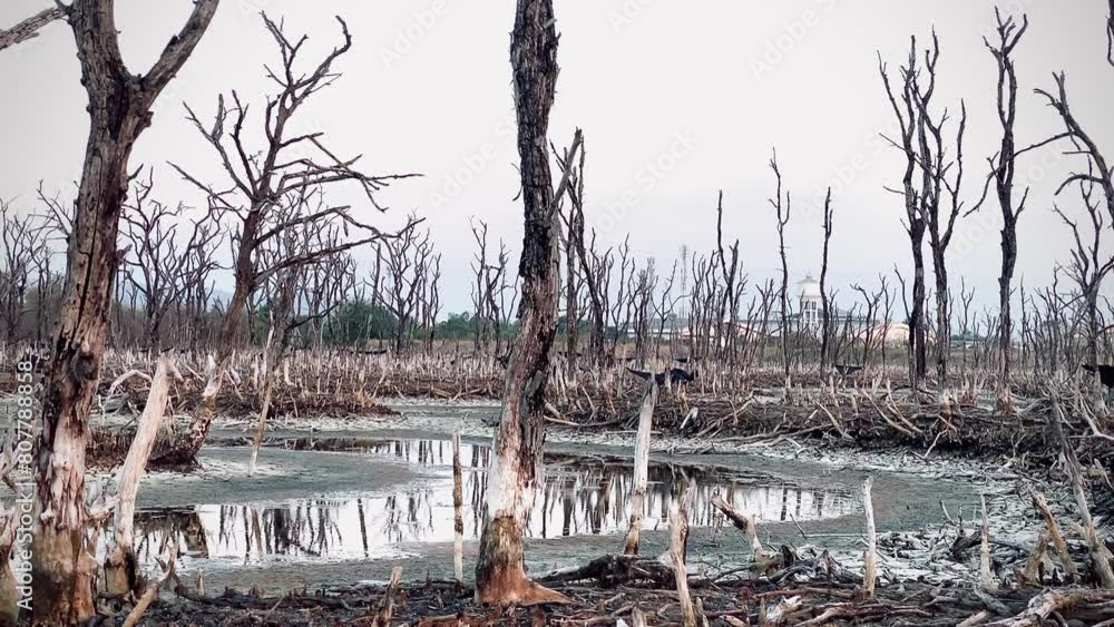 Destroyed mangrove forest scenery, Mangrove forests are destroyed and ...