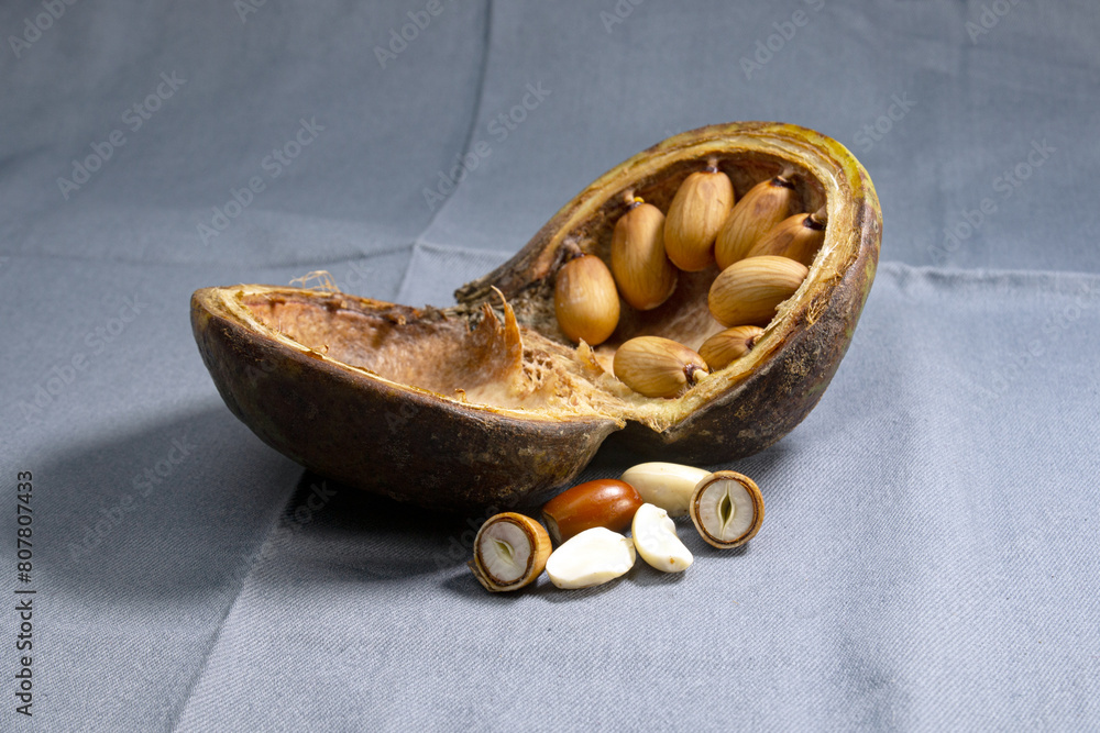 tree nut, Badam. nuts into pearls like shell. Pterygota macrocarpa ...