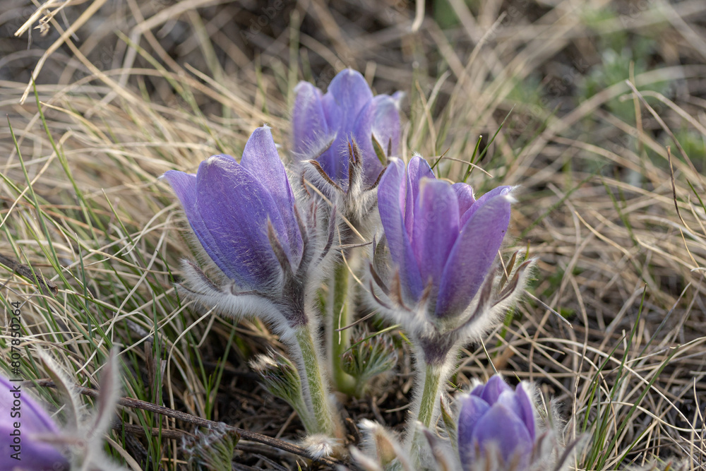 Blue buds of spring flowers in the grass close up, macro. Pulsatilla ...