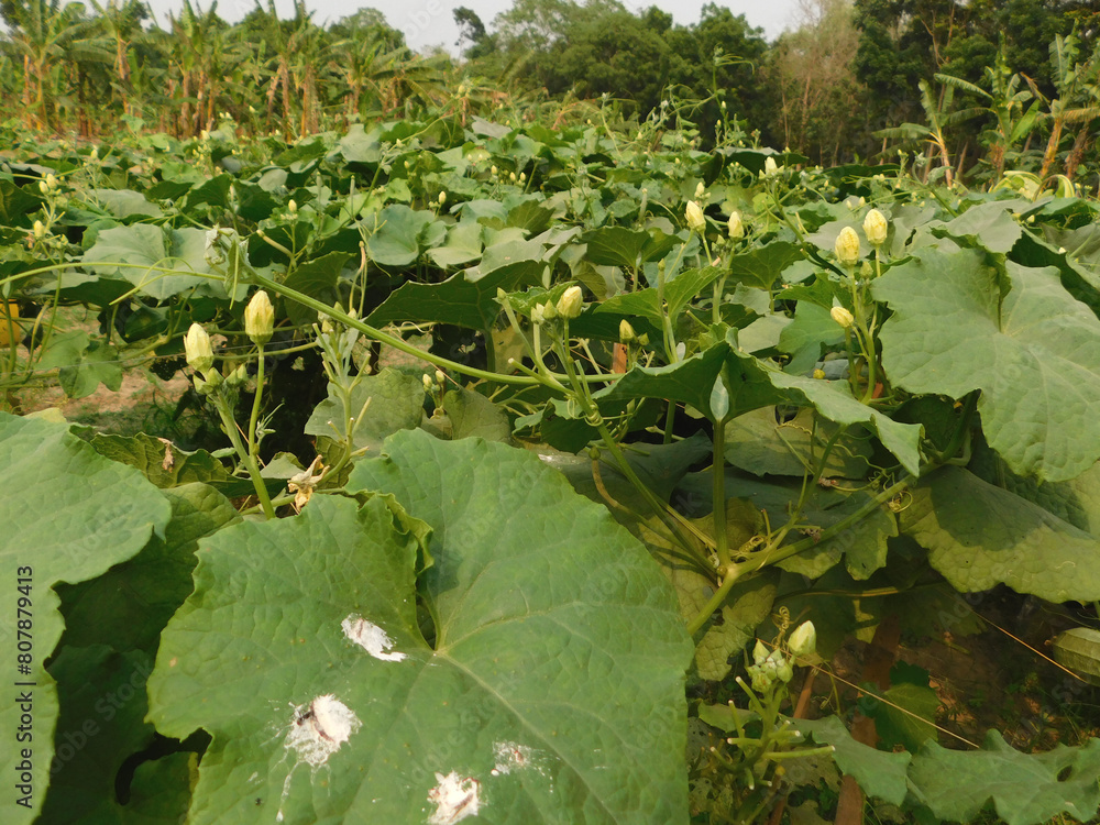 growth stages of ridge gourd.organic rooftop terrace gardening.organic ...