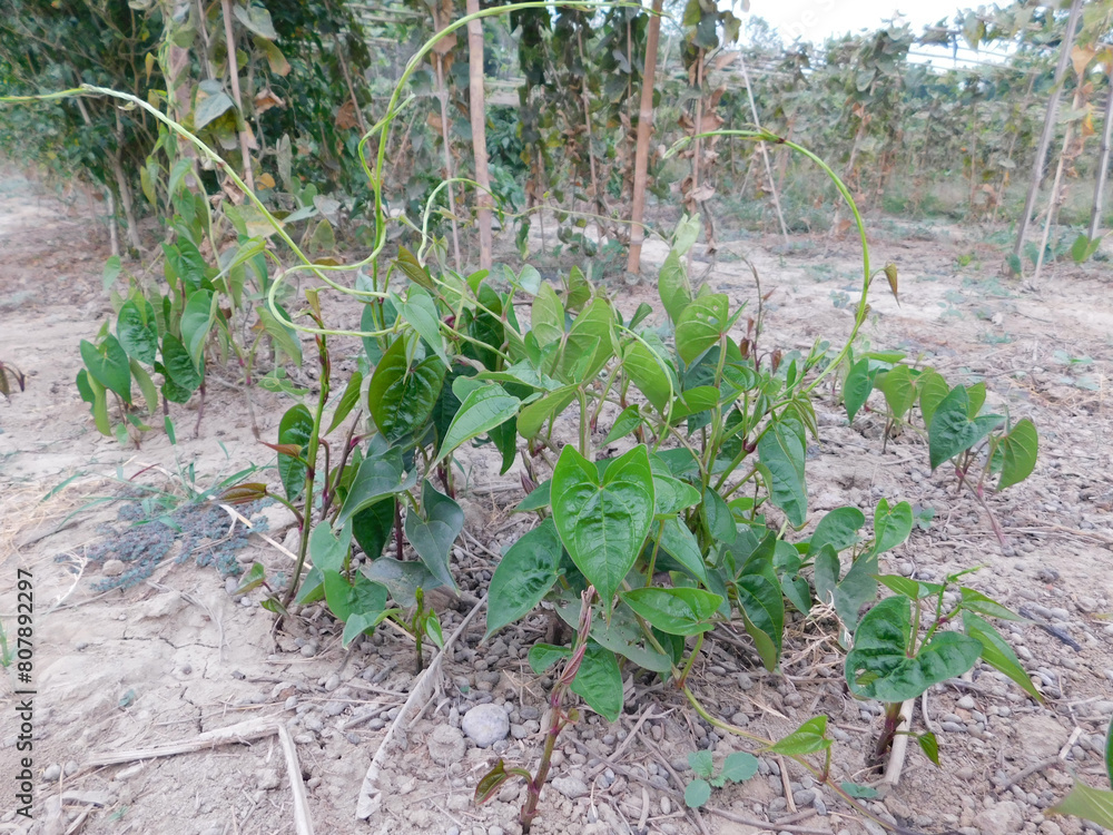 Plant and leaves of the air yam, also known as air yam, bitter yam ...