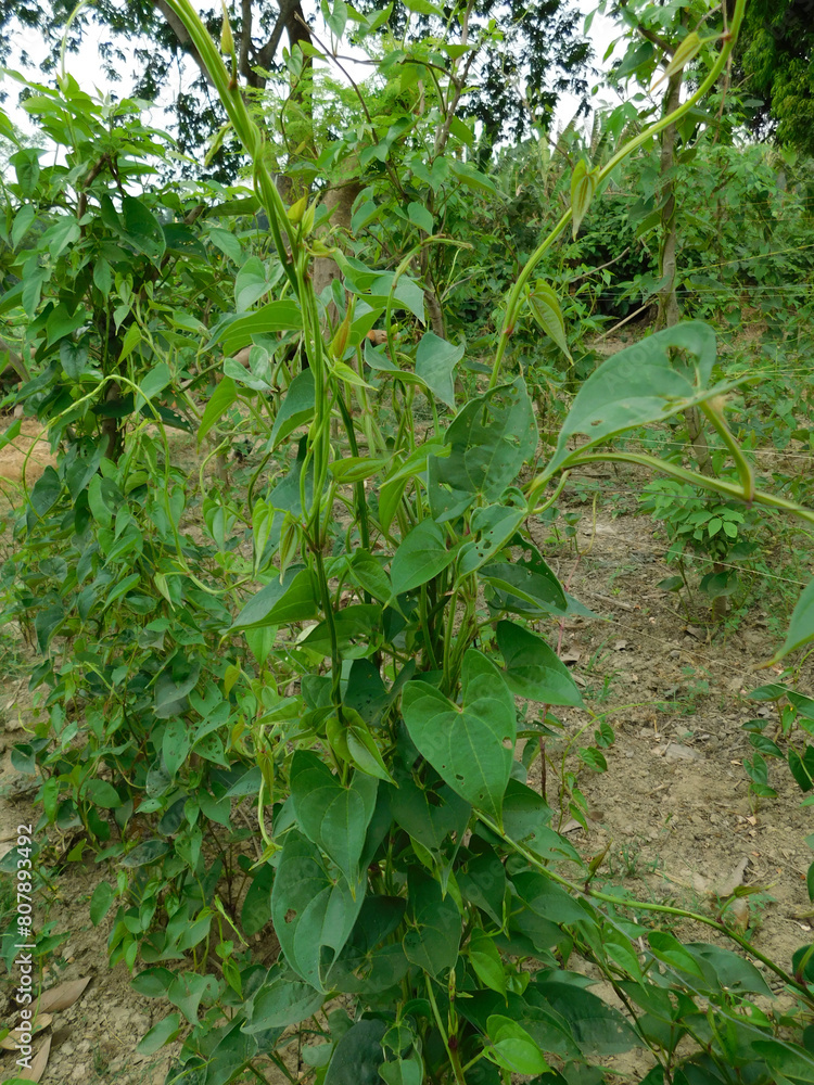 Plant and leaves of the air yam, also known as air yam, bitter yam ...