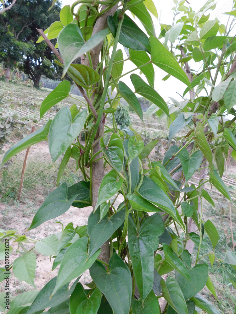 Plant and leaves of the air yam, also known as air yam, bitter yam ...