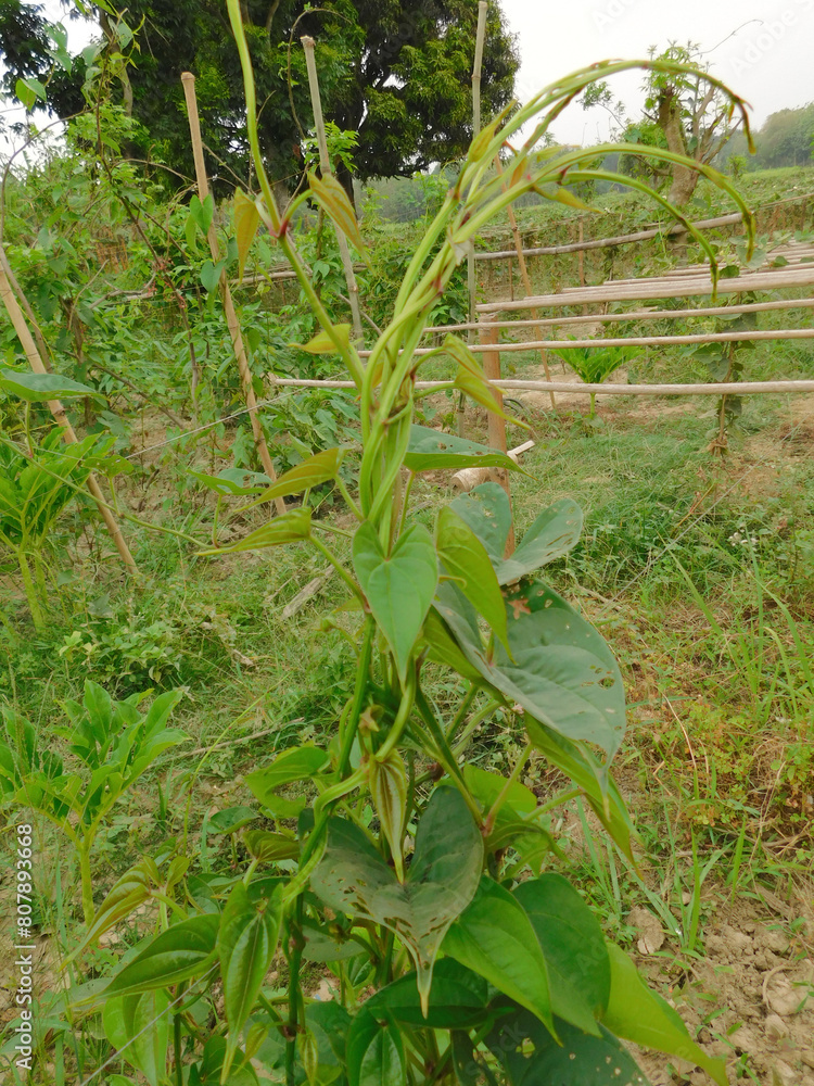 Plant and leaves of the air yam, also known as air yam, bitter yam ...
