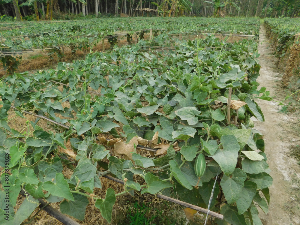 Trichosanthes dioica, Achocha (sometimes called potol) was a originally ...