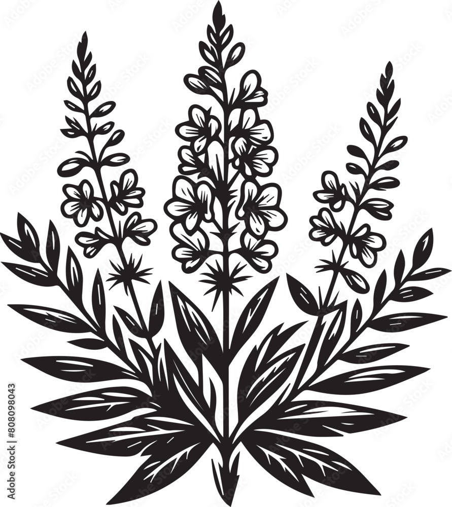 Fireweed wild flower vector silhouette Illustration. Willow herb ...