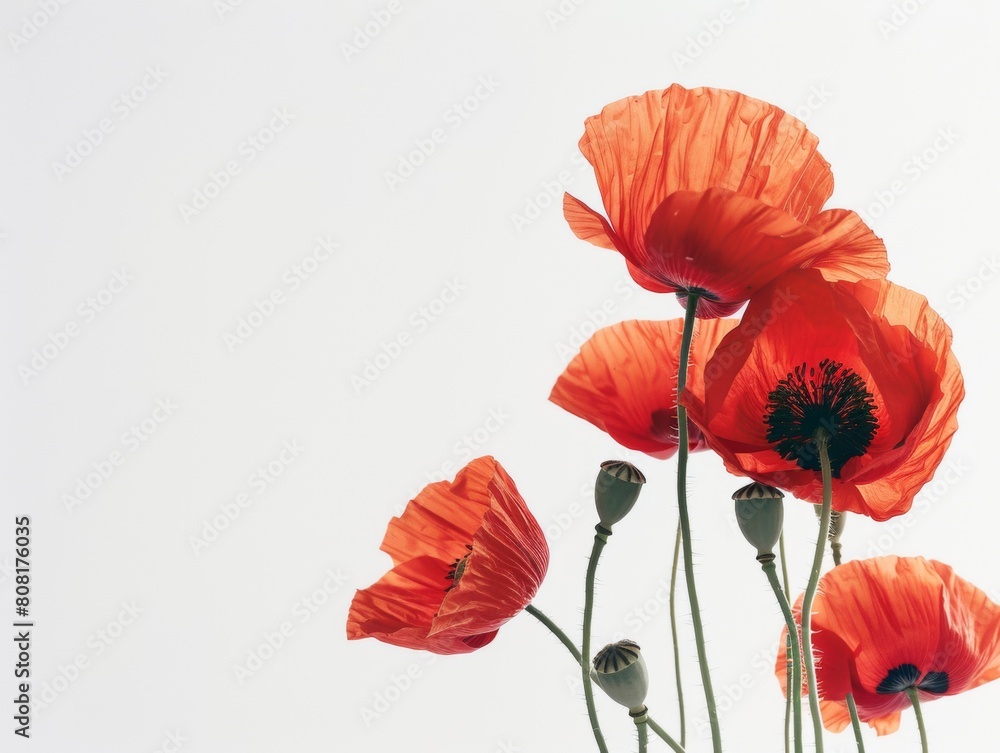 Red poppies on a white background, high resolution photography in an ...