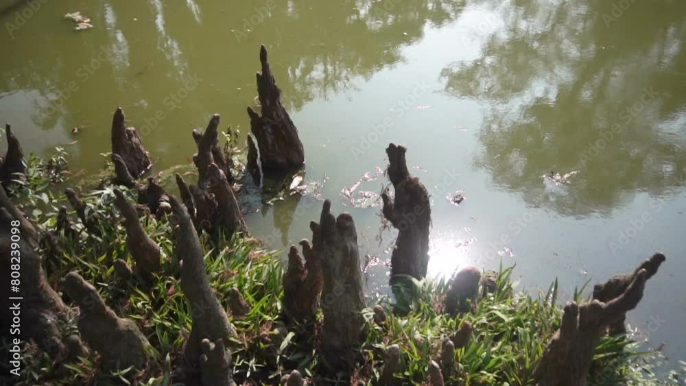 Mangrove species above ground roots, called breathing roots or ...
