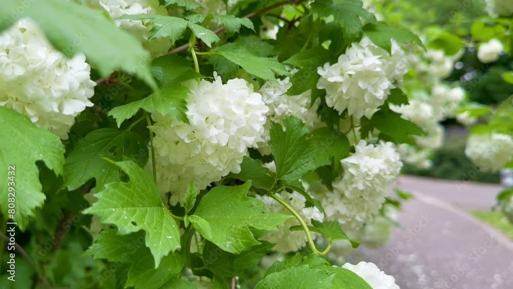 Snowball tree's white spherical flowers sway in the wind. Viburnum ...