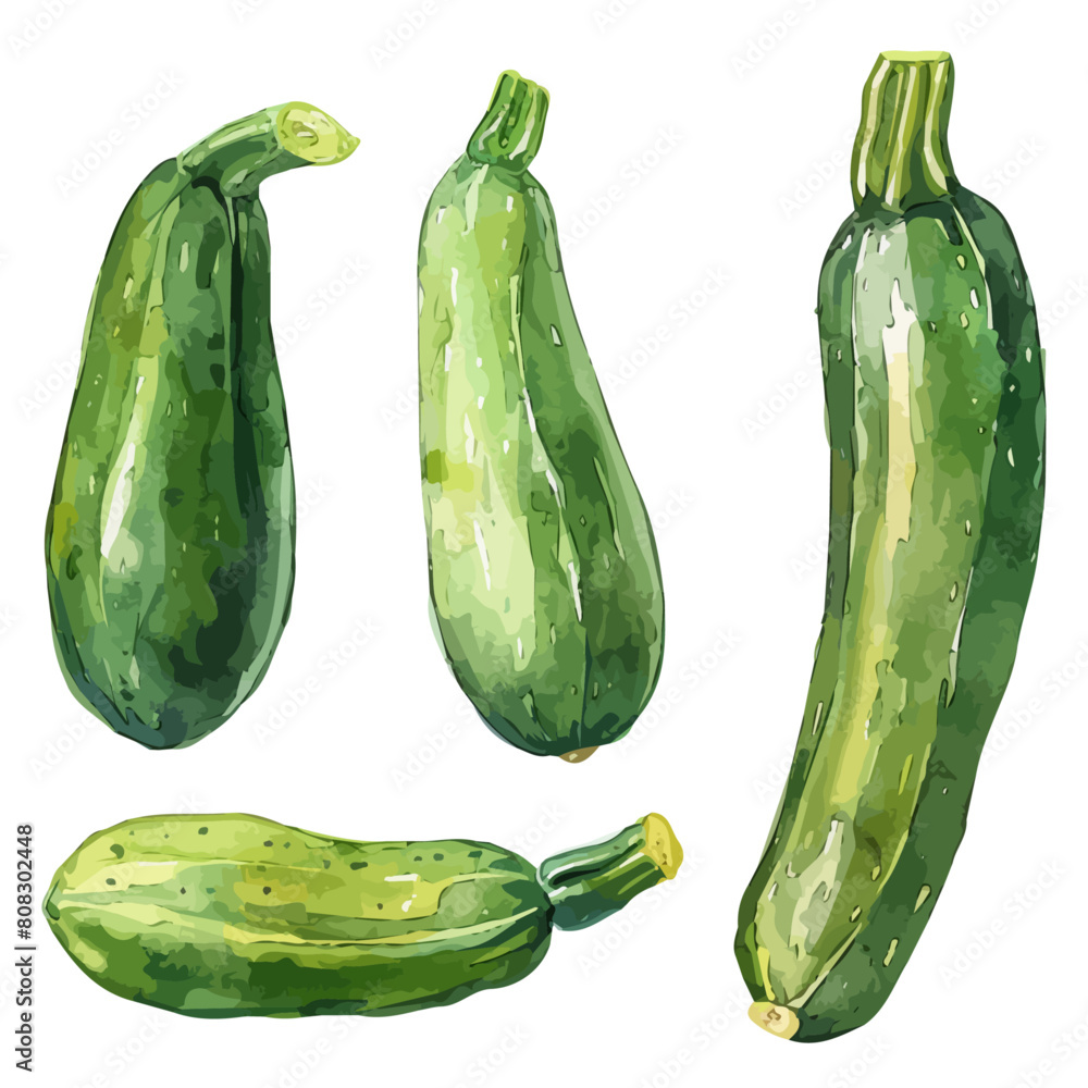 Watercolor vector of zucchini (Courgette) set, isolated on a white ...