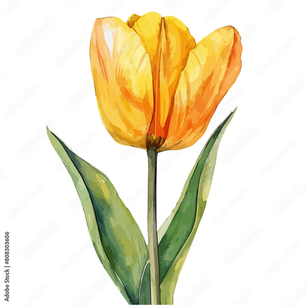 Watercolor Illustration of a yellow tulip, isolated on a white ...