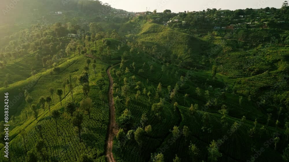 Morning light bathes Ceylon tea plantations. Green terraced fields on ...