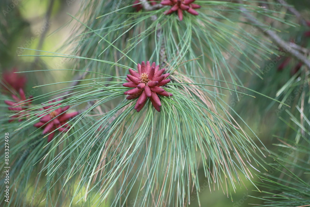 Pinus ponderosa, commonly known as the ponderosa pine or western yellow ...
