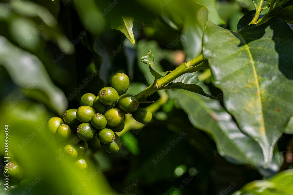 Frutos de café verde em galho de árvore cafeeira em plantação no estado ...