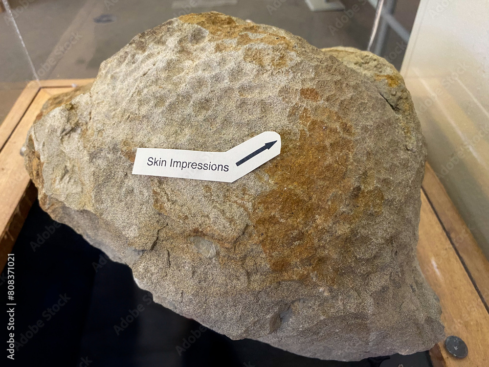 Dinosaur soft tissue fossil at Grand Staircase - Escalante. Gryposaurus ...