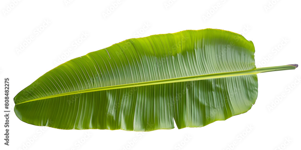 ภาพประกอบสต็อก Fresh whole banana leaf isolated on white background ...