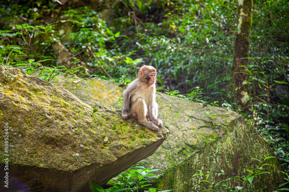 Monkey in Zhangjiajie National Forest Park, northwestern part of Hunan ...
