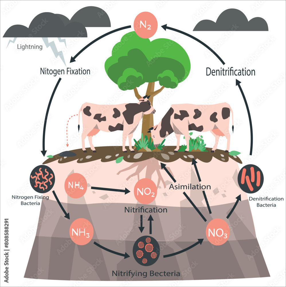 Vetor de Nitrogen cycle illustration. Labeled N2 process biogeochemical ... Vetor de Nitrogen cycle illustration. Labeled N2 process biogeochemical ...