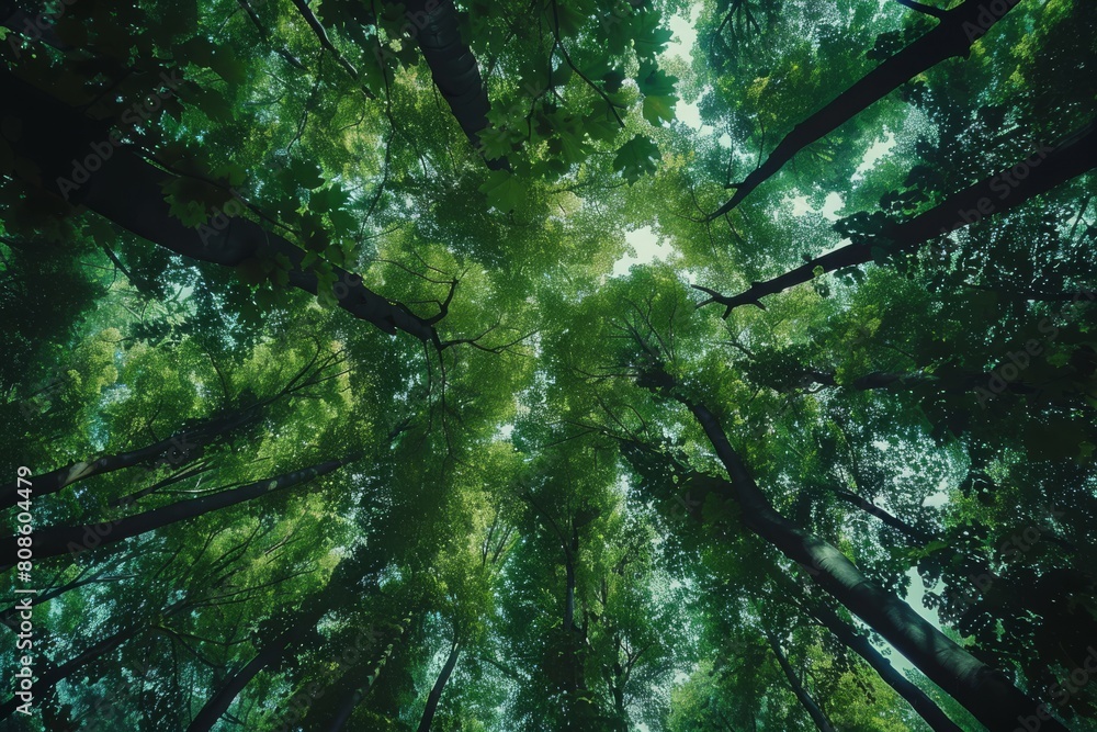 Lush green forest canopy from below, showing the dense treetops and sky ...