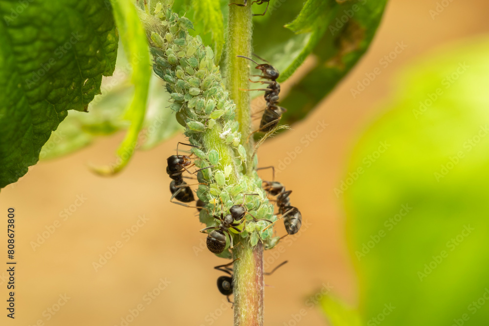 Ants and aphids on the raspberry bush, Ants enjoy snacking on the sweet ...