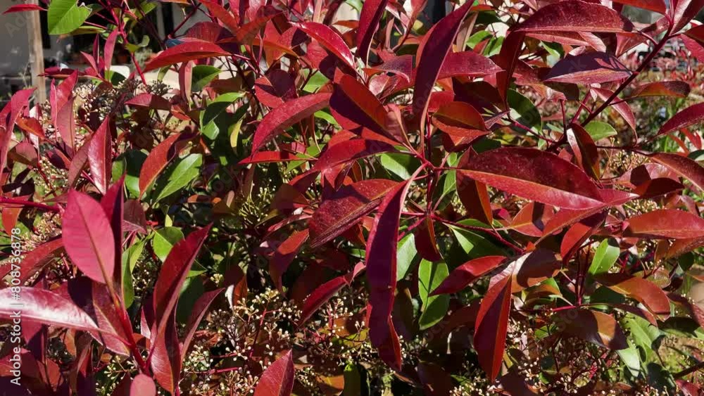 close-up of a Photinia plant with its tremendous red leaves and some ...