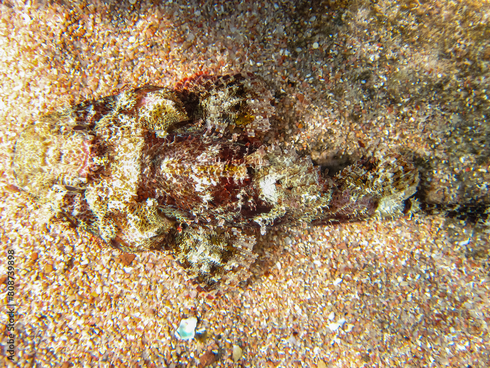 Synanceia horrida, the estuarine stonefish, hollow-cheek stonefish ...
