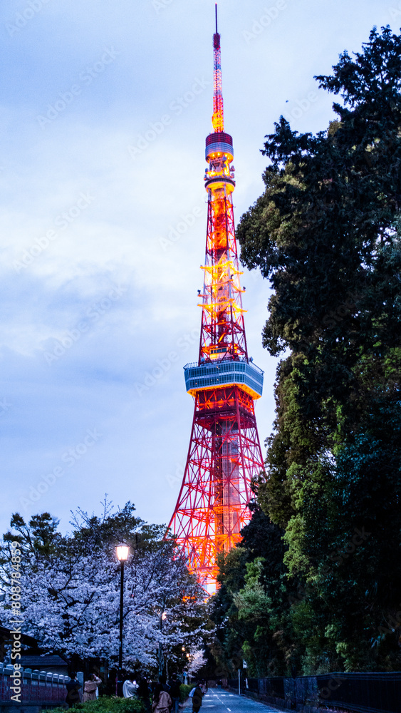 TOKYO, JAPAN – APRIL 2024 : night view of Tokyo Tower illuminated at ...