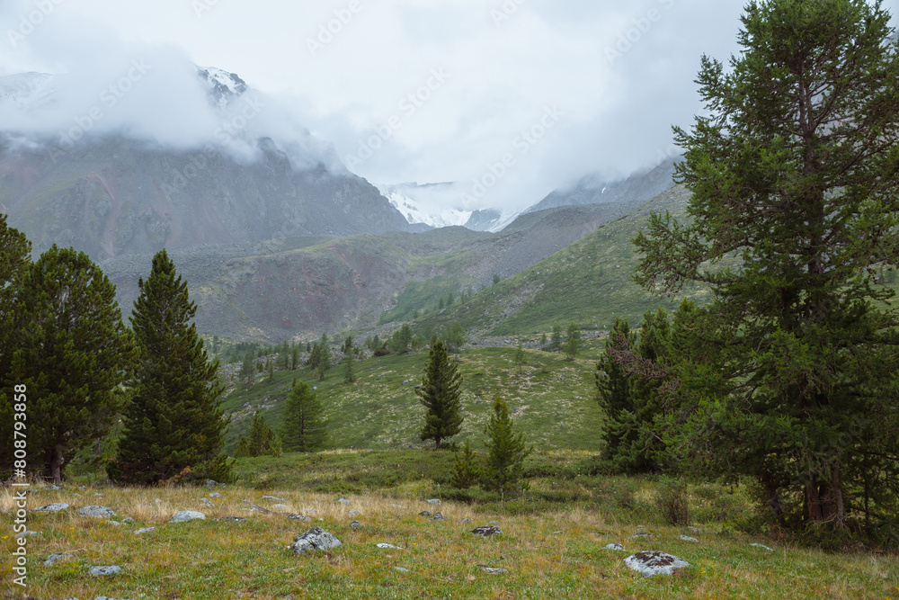 Atmospheric mountain landscape with sparse coniferous trees among lush ...