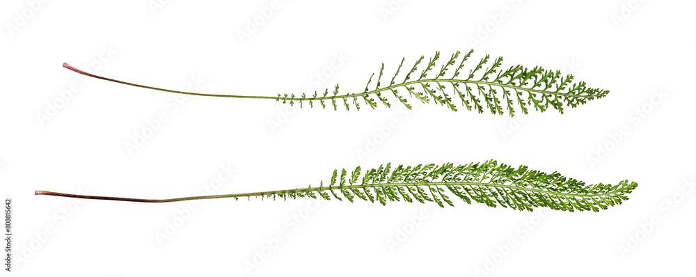 Botanical Collection. Two large leaves of yarrow (achillea millefolium ...