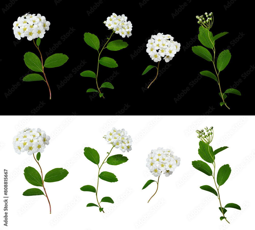 Set of white spirea flowers (Spiraea vanhouttei) isolated on white and ...