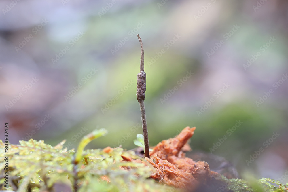 Ophiocordyceps stylophora, entomopathogenic fungus parasite attacking ...