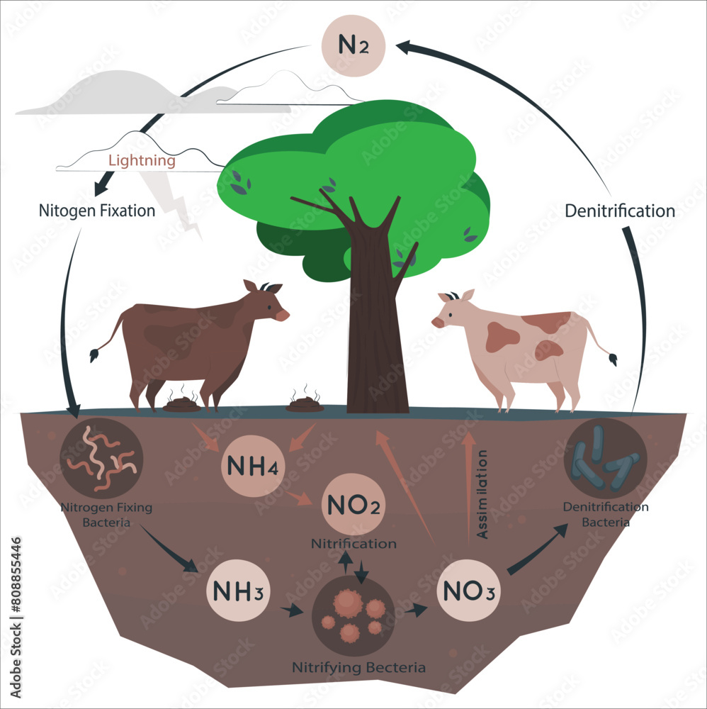 Nitrogen cycle illustration. Labeled N2 process biogeochemical ... Nitrogen cycle illustration. Labeled N2 process biogeochemical ...
