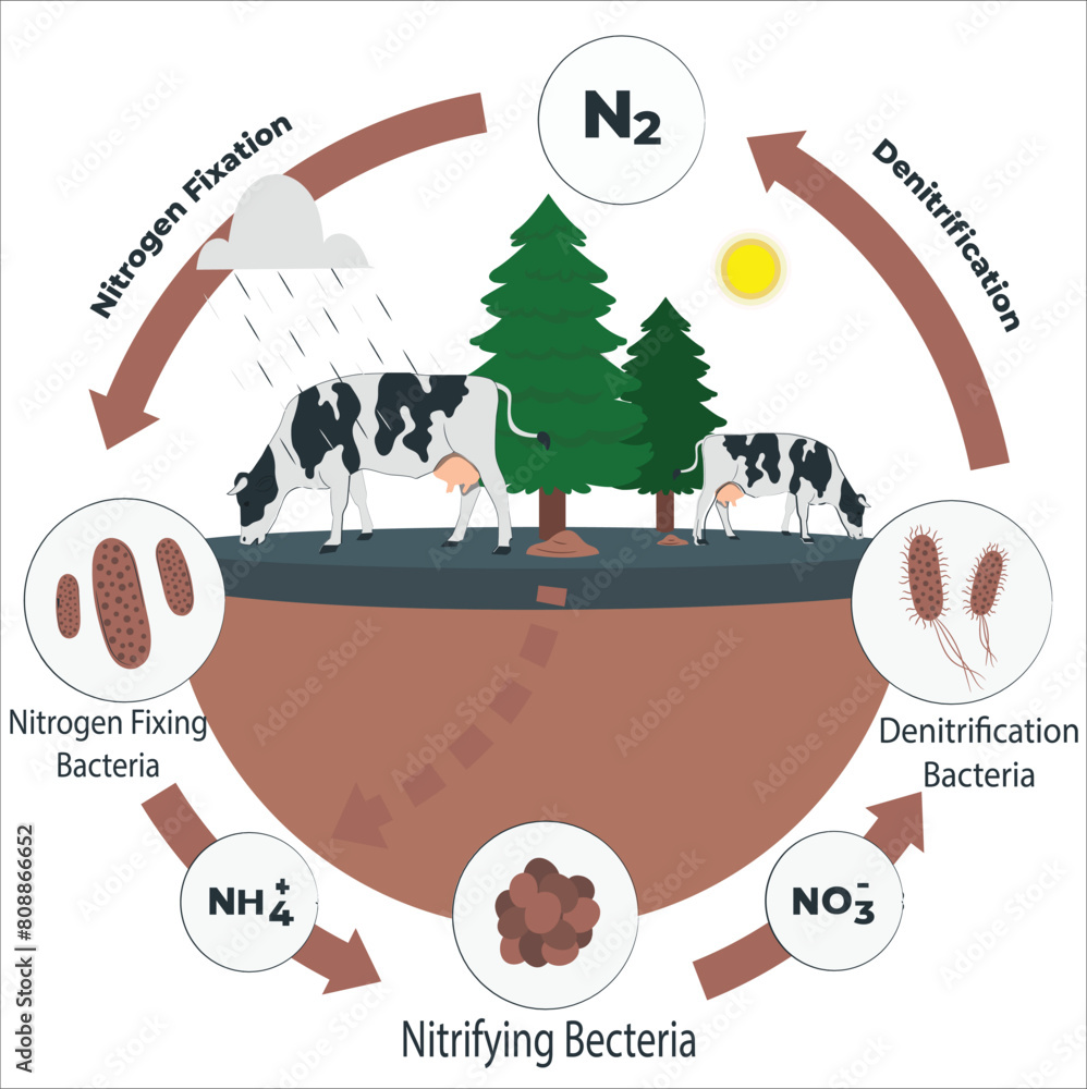 Nitrogen cycle illustration. Labeled N2 process biogeochemical ... Nitrogen cycle illustration. Labeled N2 process biogeochemical ...