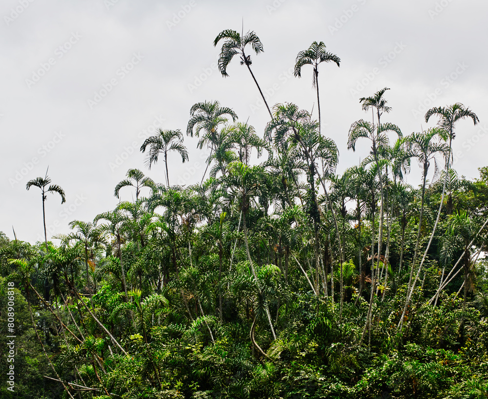 Palm trees growing along the river in the amazon rainforest, Cuyabeno ...