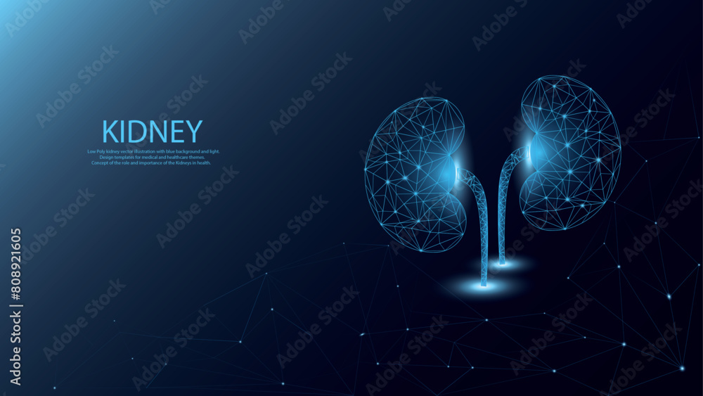 Kidney illustration with low poly wireframe texture on blue light ...