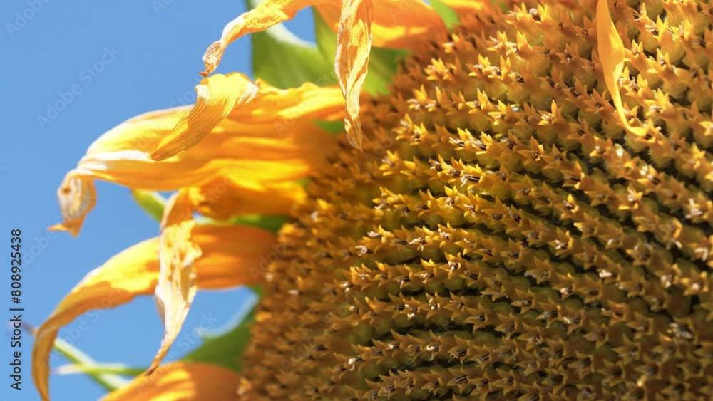 Sunflower seeds. Fibonacci golden ratio in nature and sunflower seeds ...