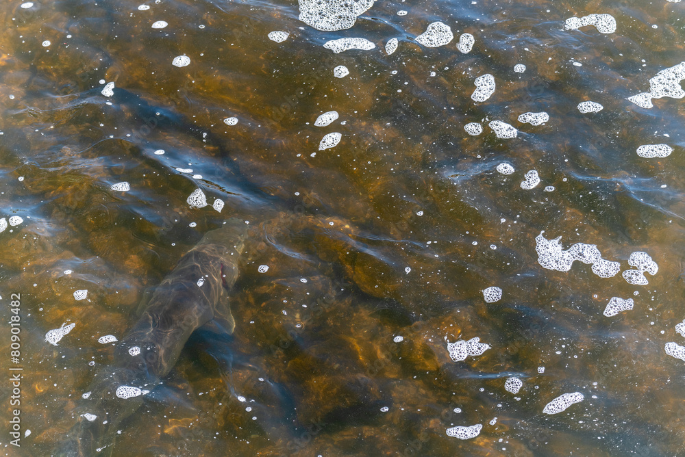 Sturgeon Spawning At The Fox River Dam And Rapids In De Pere, Wisconsin ...