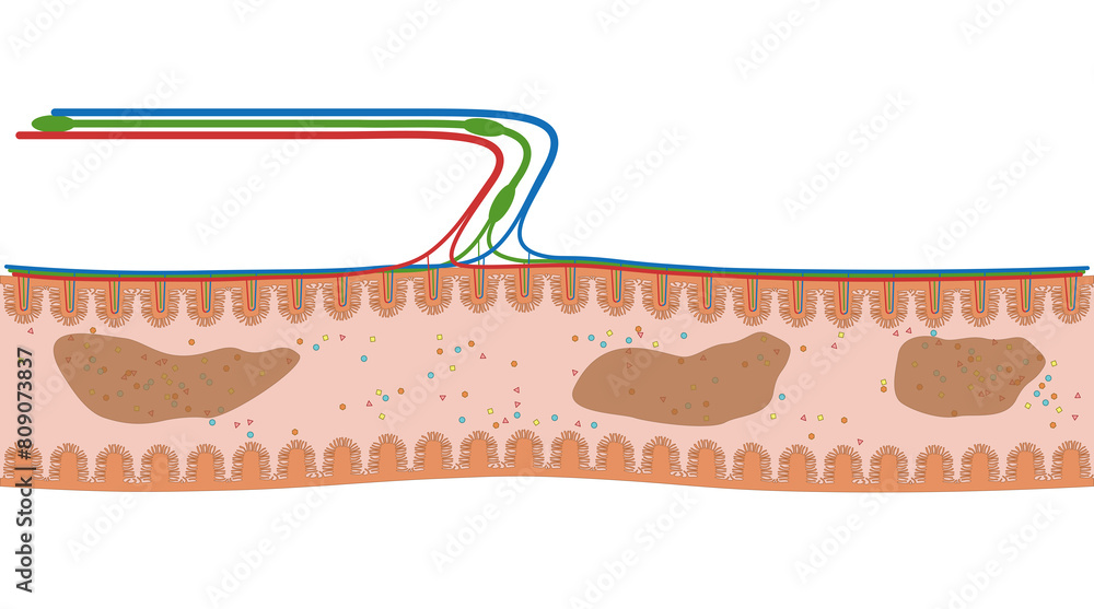 Darmzotten des Duodenum oder Zwölffingerdarm - der Dünndarm im ...