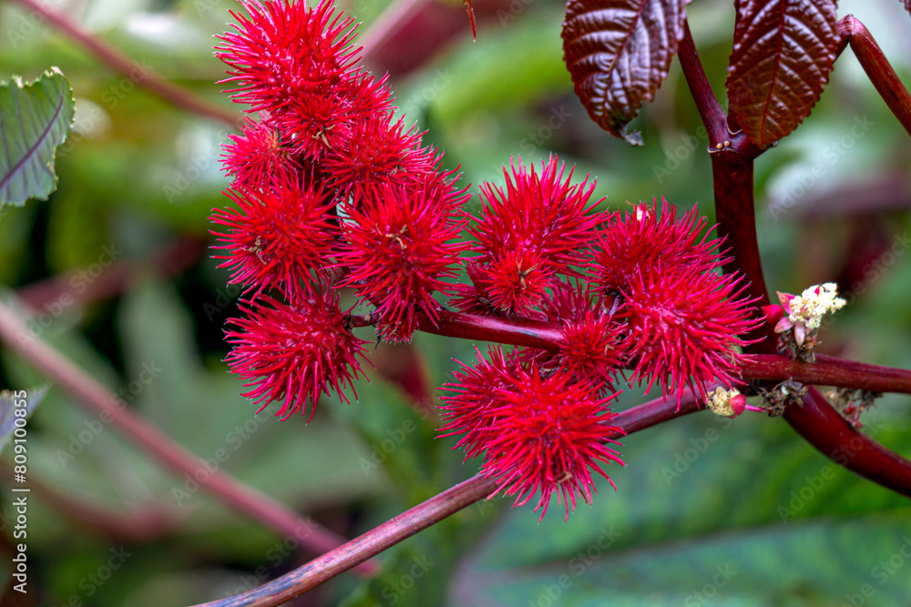 Red flowers of the castor bean plant from which castor oil is produced ...