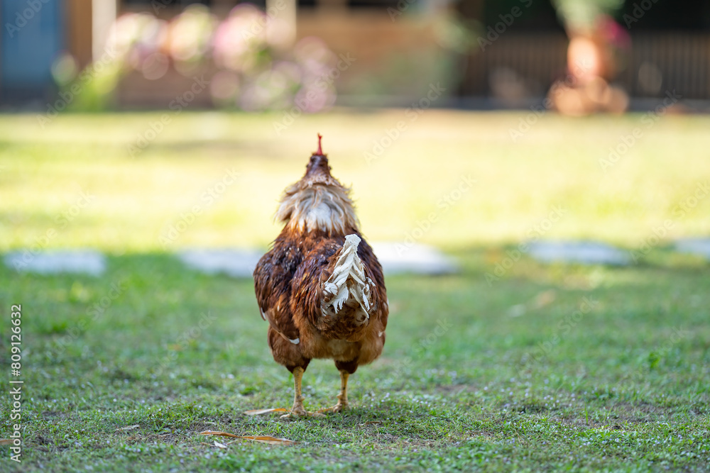 backside A brown Rhode Island Red half Australian chicken stands in a ...